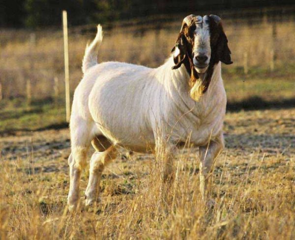 Boer Keçisi | Torunoğlu